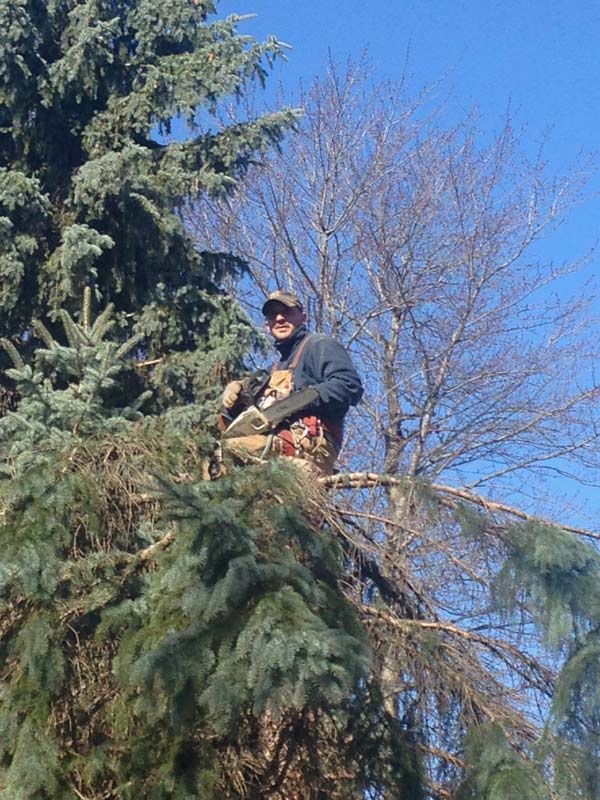 Tree Care & Bucket Truck Services in Rochester, NY | Tom Maguire Tree ...
